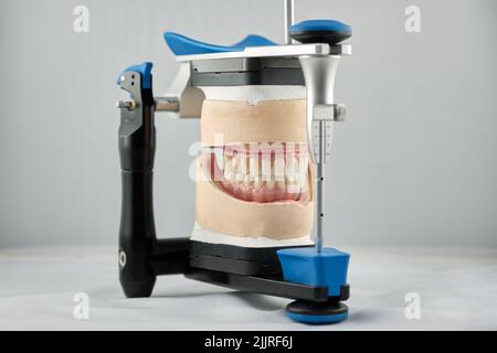 Detail photo of artificial jaw in doctor hands with toothbrush in ...
