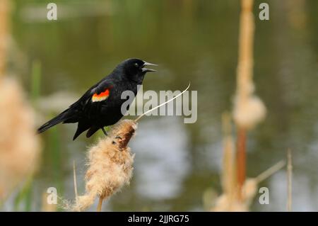 A closeup shot of a common blackbird in its natural habitat Stock Photo ...