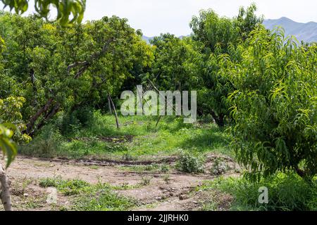 Supporting heavy cropping peach fruit tree with sticks and woods Stock ...