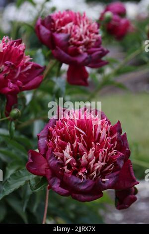 beautiful peony flowers during flowering, large flowers with lots of ...