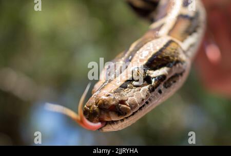 A closeup of a Burmese python flicking its tongue in a human hand Stock ...