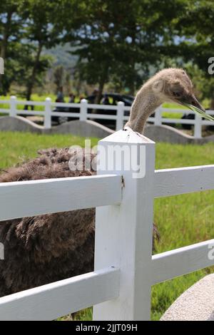 Vertical shot of an ostrich head in the wilderness Stock Photo - Alamy