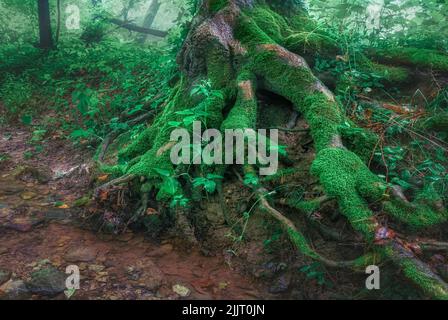 The gnarly tree in the Cherokee Park Stock Photo - Alamy