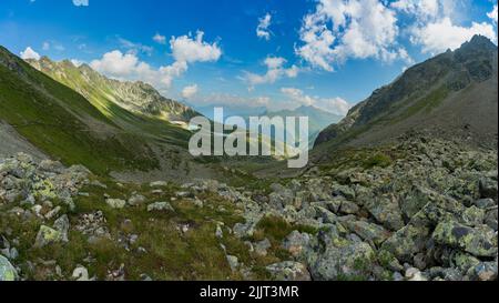 alpine Blumen und Gras zwischen Geröll und Steine auf dem Schafberg von ...