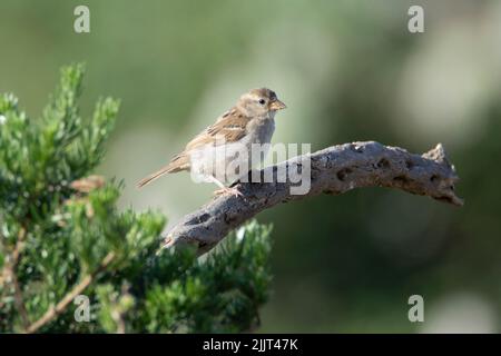 A closeup shot of the House sparrow perched on the tree Stock Photo - Alamy