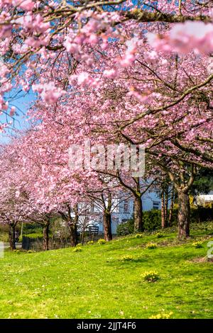 A vertical shot of cherry blossom (Sakura) trees in the field Stock ...