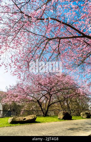 A vertical shot of Cherry Blossom trees in Dali, Yunnan, China Stock ...