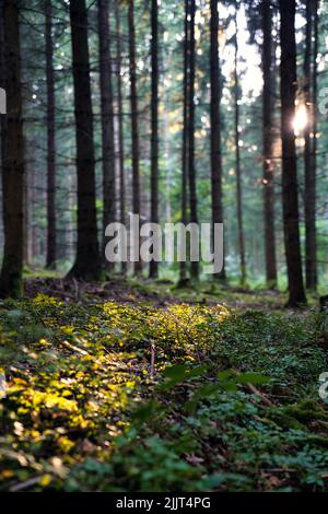 Vertical low angle shot of a tall, thorny dark green plant in a ...