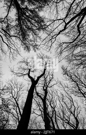 A low angle greyscale shot of a tall dry tree Stock Photo - Alamy