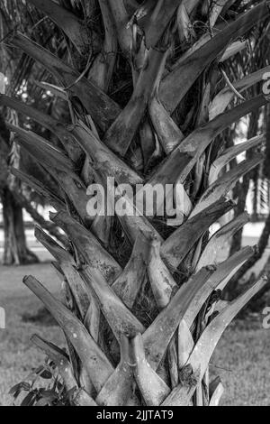 Close up of Banana Tree Trunk Stock Photo - Alamy