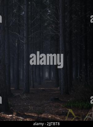 Vertical shot of a lush forest with pine trees Stock Photo - Alamy