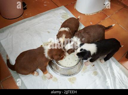The Bearded Collie Puppies eating from one feeder Stock Photo - Alamy
