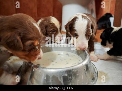 The Bearded Collie Puppies eating from one feeder Stock Photo - Alamy