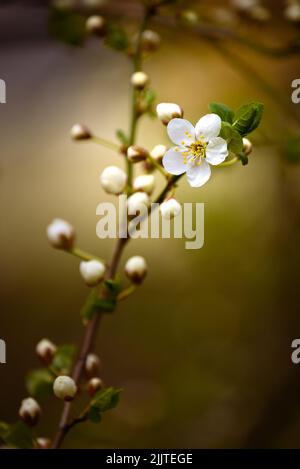 A selective focus shot of white blossoms and pink buds on a tree Stock ...
