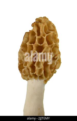 Macro Morchella esculenta, (commonly known as common morel, morel ...