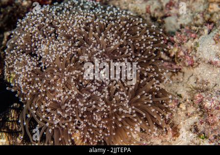 Mushroom Coral, Heliofungia actiniformis, Fungiidae, Anilao, Batangas ...