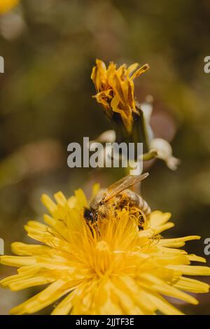 A vertical closeup of a honey bee, Apis flying around a tiny pink ...