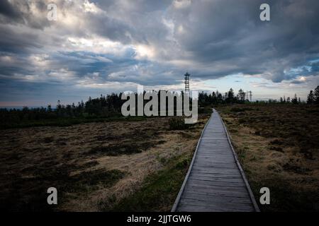An aerial view of greenery field surrounded by dense trees and ...