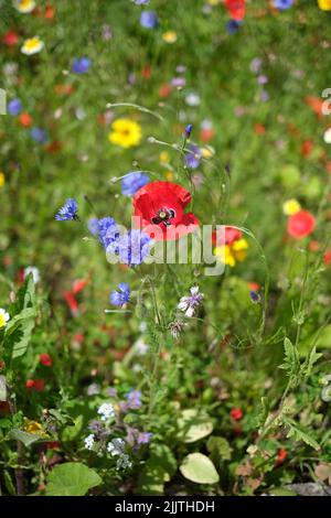 A beautiful shot of a field of red poppies at sunset Stock Photo - Alamy