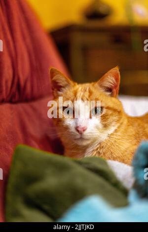 A vertical shot of a cute ginger cat sitting on the ground Stock Photo ...