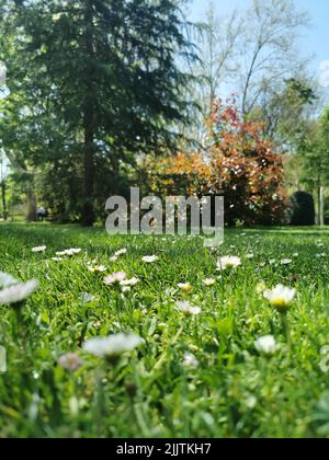 A vertical shot of a white daisy flower blooming in a garden Stock ...