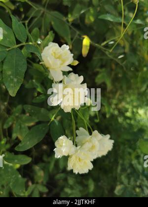 Lady Banks' rose (Rosa banksiae 'Lutea'), Wisteria (Wisteria sinensis ...