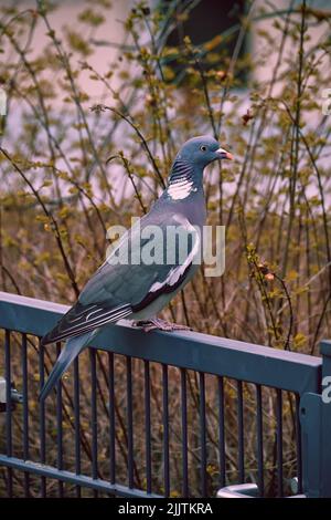 A vertical shot of a pigeon perched on a tree branch surrounded by ...