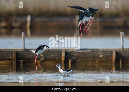 A beautiful shot of Stilt walker birds flying and standing around a ...