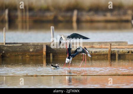 A beautiful shot of Stilt walker birds flying and standing around a ...