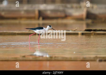 A closeup shot of a Black-winged stilt in a pond Stock Photo - Alamy