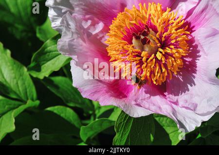 A closeup shot of a bee collecting nectar on a white flower Stock Photo ...