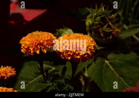A closeup shot of marigold flowers in a garden Stock Photo - Alamy