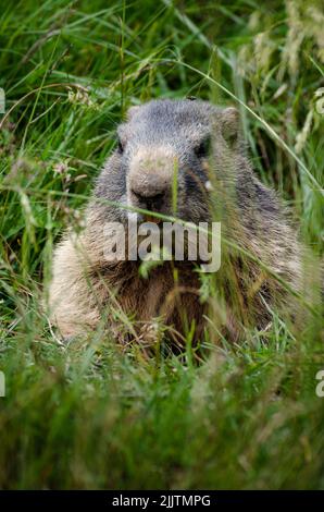 Closeup shot of cute squirrels in a cage Stock Photo - Alamy