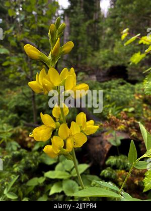 Yellow Wild Indigo (Baptisia sphaerocarpa) Plantae Stock Photo - Alamy