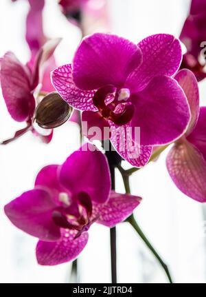 A closeup shot of a light purple orchid flower and twigs in sunlight on ...