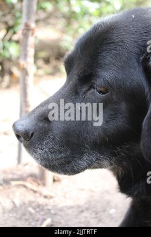A Labrador Retriever photos Stock Photo - Alamy