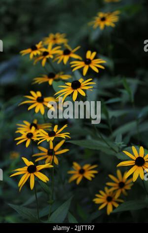 A closeup shot of blooming yellow coneflowers with a pollinating bee ...