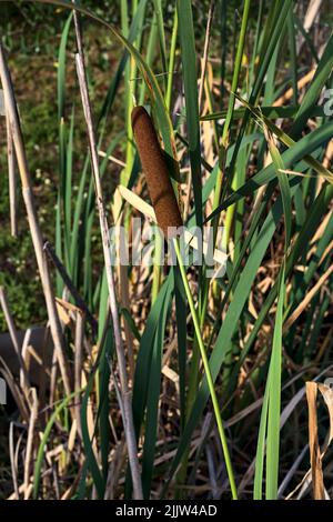 Reeds in a garden seen up close Stock Photo - Alamy