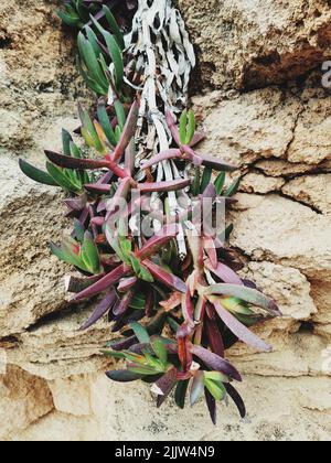 OTHONNA CAPENSIS, Little Pickles Stock Photo - Alamy