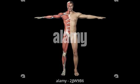 A 3D visualization of a half sectioned human body anatomy from behind ...
