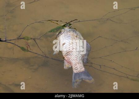 A dead fish floated in the dark dirty water Stock Photo - Alamy