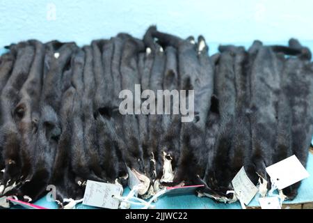 Finished skins from animals. Mink, arctic fox skins from animals. Mink ...
