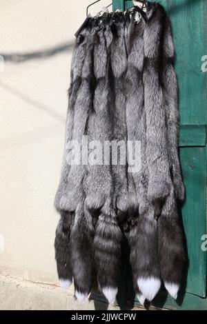 Finished skins from animals. Mink, arctic fox skins from animals. Mink ...