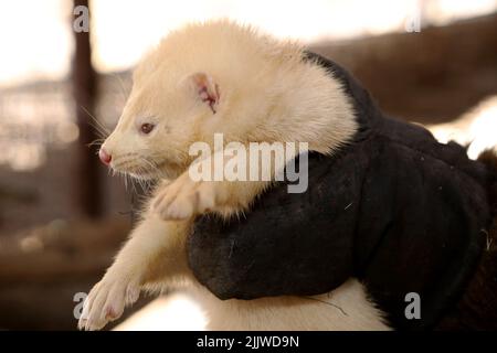 Mink farm. Production of elite fur. Animal in a cage, in the hands of a ...