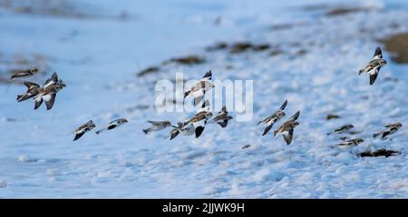 A flock of snow bunting flying across snow covered ground in Canada ...