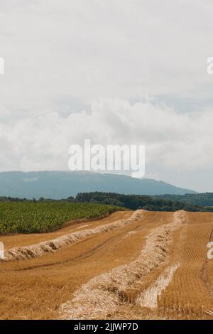 Vertical shot of wheat on a cloudy sky background Stock Photo - Alamy