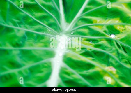 Colocasia Nancys, Colocasia Nancys Revenge , Colocasia esculenta or ...