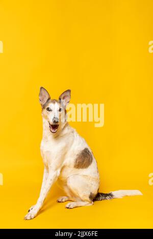 Adult cross breed dog on colorful background looking to the camera ...