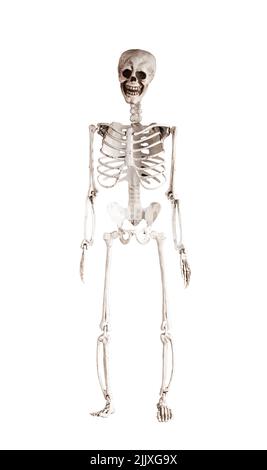Artificial human skeleton model on white background Stock Photo - Alamy