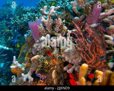 Coral reefs on the island of Cozumel in Mexico Stock Photo - Alamy